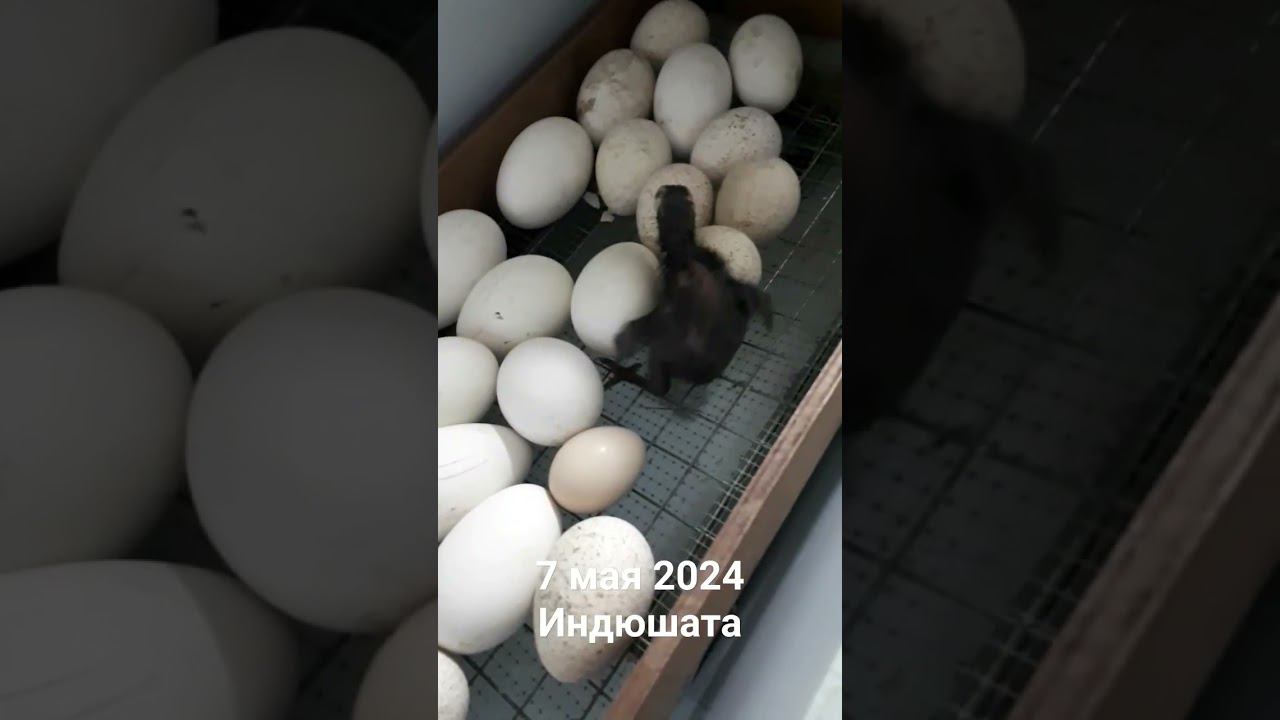 Итоги совместной инкубации яиц кур, индеек и гусей