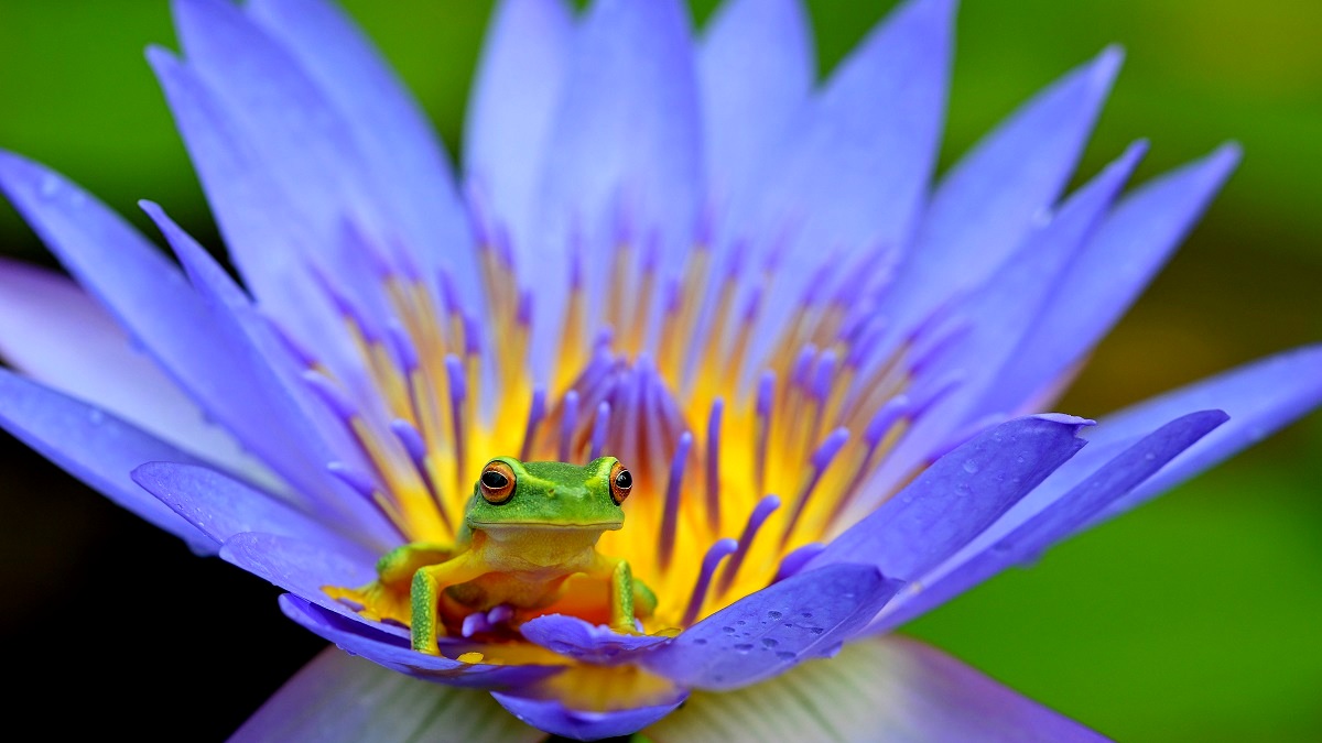 "Эффект вареной лягушки". Увидеть все происходящее вокруг в истинном свете.