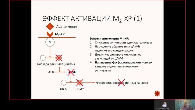 Фарма ВСЕ 2.2. Механизмы холинергической передачи.mp4