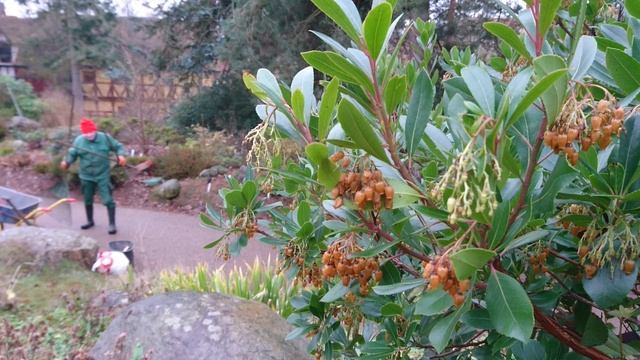 Земляничное дерево (jordbærtræ, Arbutus unedo) в ботаническом саду Орхуса, Дания. 15 дек. 2021