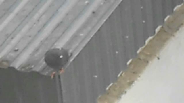 Голубь на крыше транформаторной будки и пух летит DSCN5436