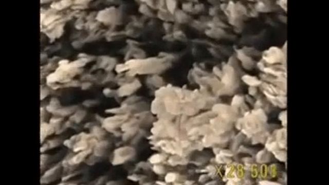 VID_20221221_220209_697.mp4