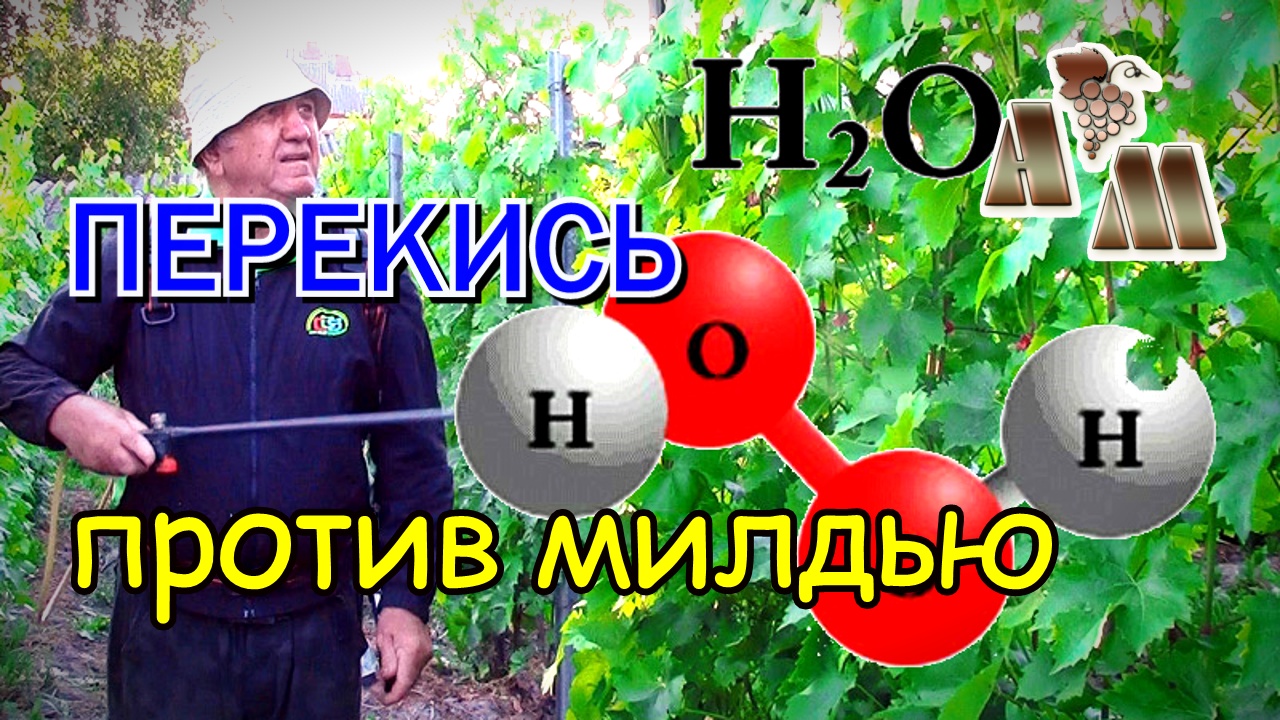 ?  Эффективна ли перекись водорода против милдью?