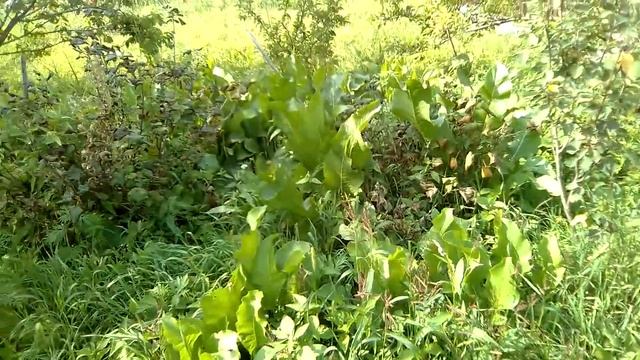 Обзор огорода август 2018.Усадьба Романовых.