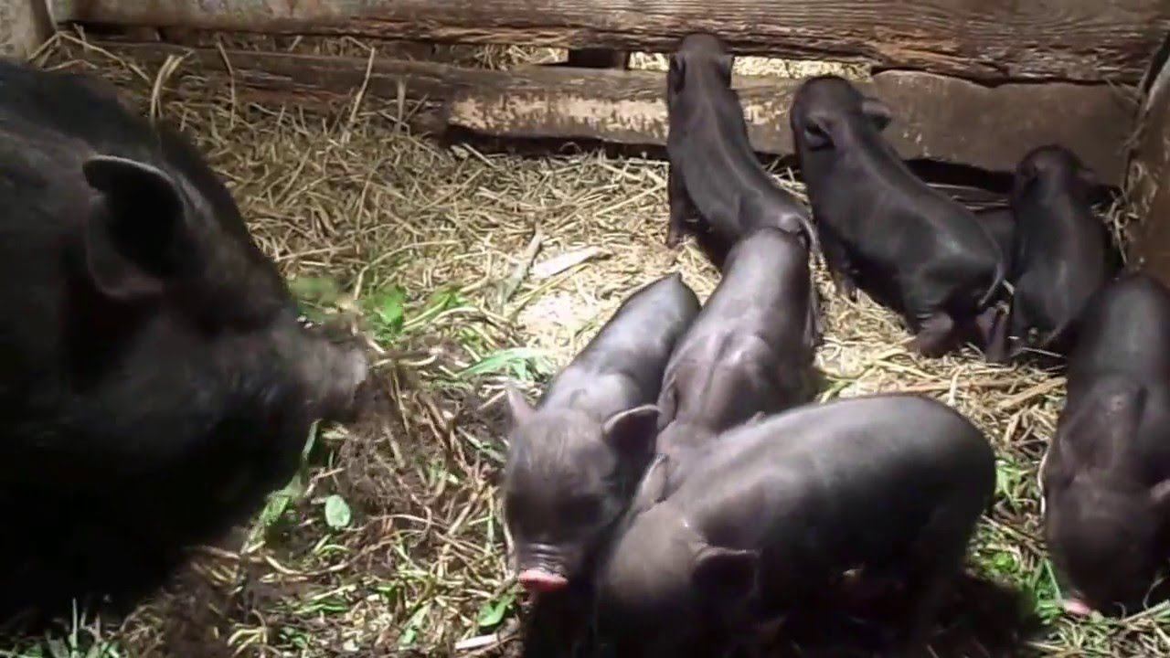 Кормление Свиноматки. Ставим Инъекции Железа Вьетнамским 10 Дневным Поросятам.