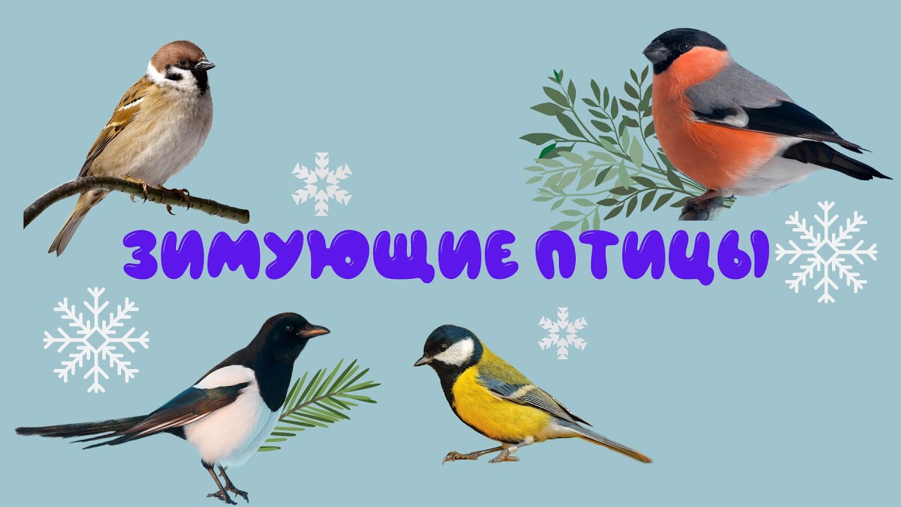 Зимующие птицы.