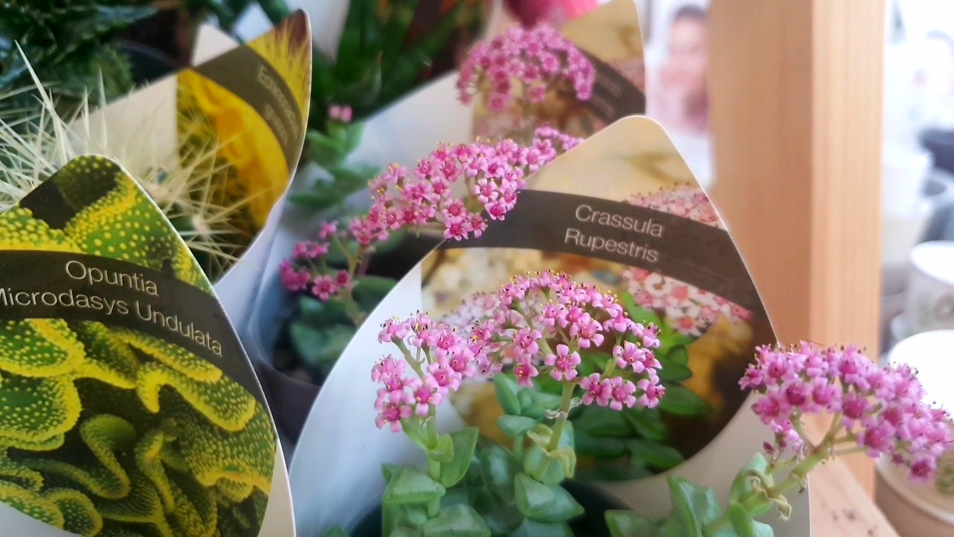 МИКСЫ КАКТУСОВ И СУККУЛЕНТОВ В ОБИ?(много маленьких новинок)??☘