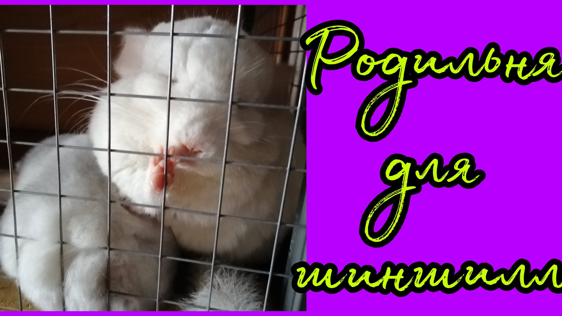 Родильня для шиншилл.
