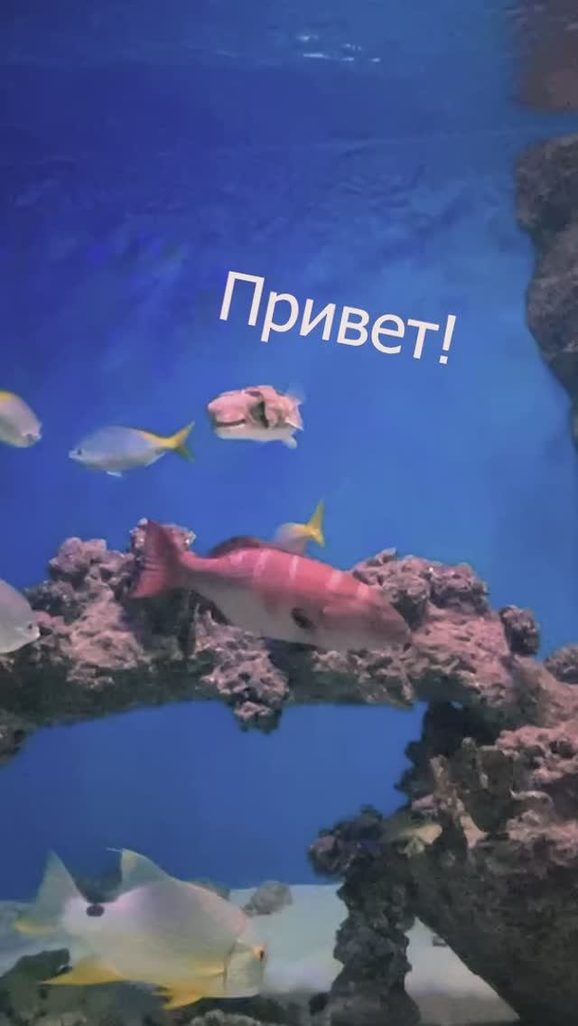 Москвариум - очень большой океанариум! Что можно увидеть в подводном мире.
