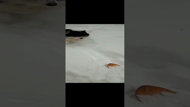 Собака друг человека!