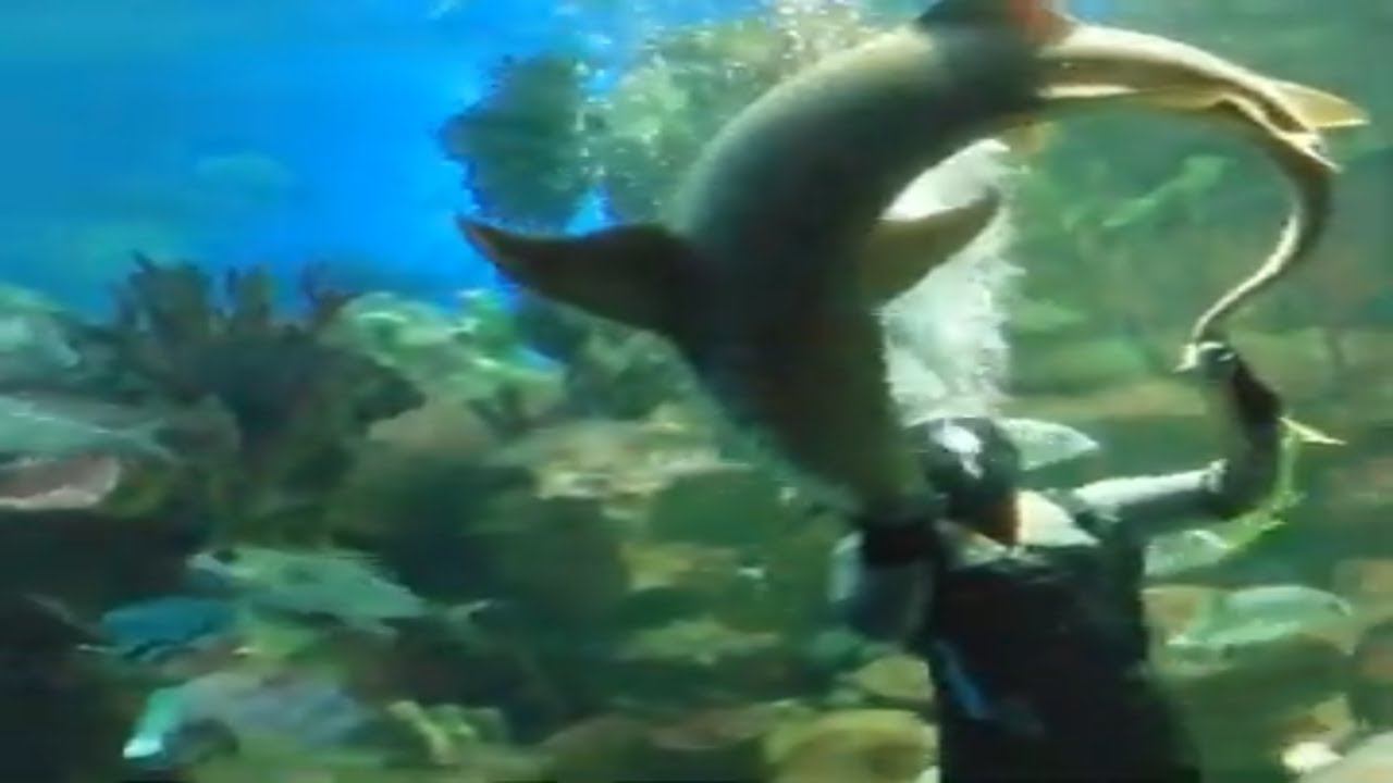 Видео дня. Глубина. Монстр. Смотреть видео. Акула