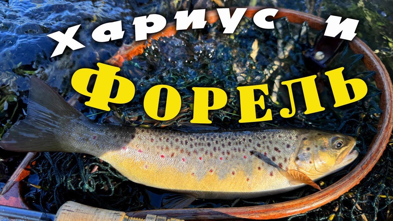 Форель и Хариус. Рыбалка в Ленинградской области. Май 2024.