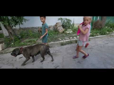 Экскурсия за 800 р. на электромобиле по Феодосии! Гора Митридат Старый город и др.