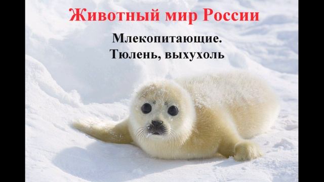 Млекопитающие.Тюлень, выхухоль