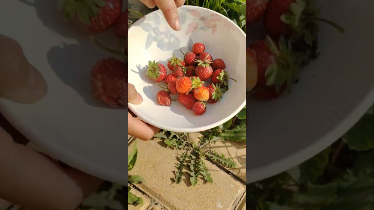 #клубничка #имамаможет #тылюбишьземляничку #ремонтантнаяклубника #огород #тамбовскаяобласть