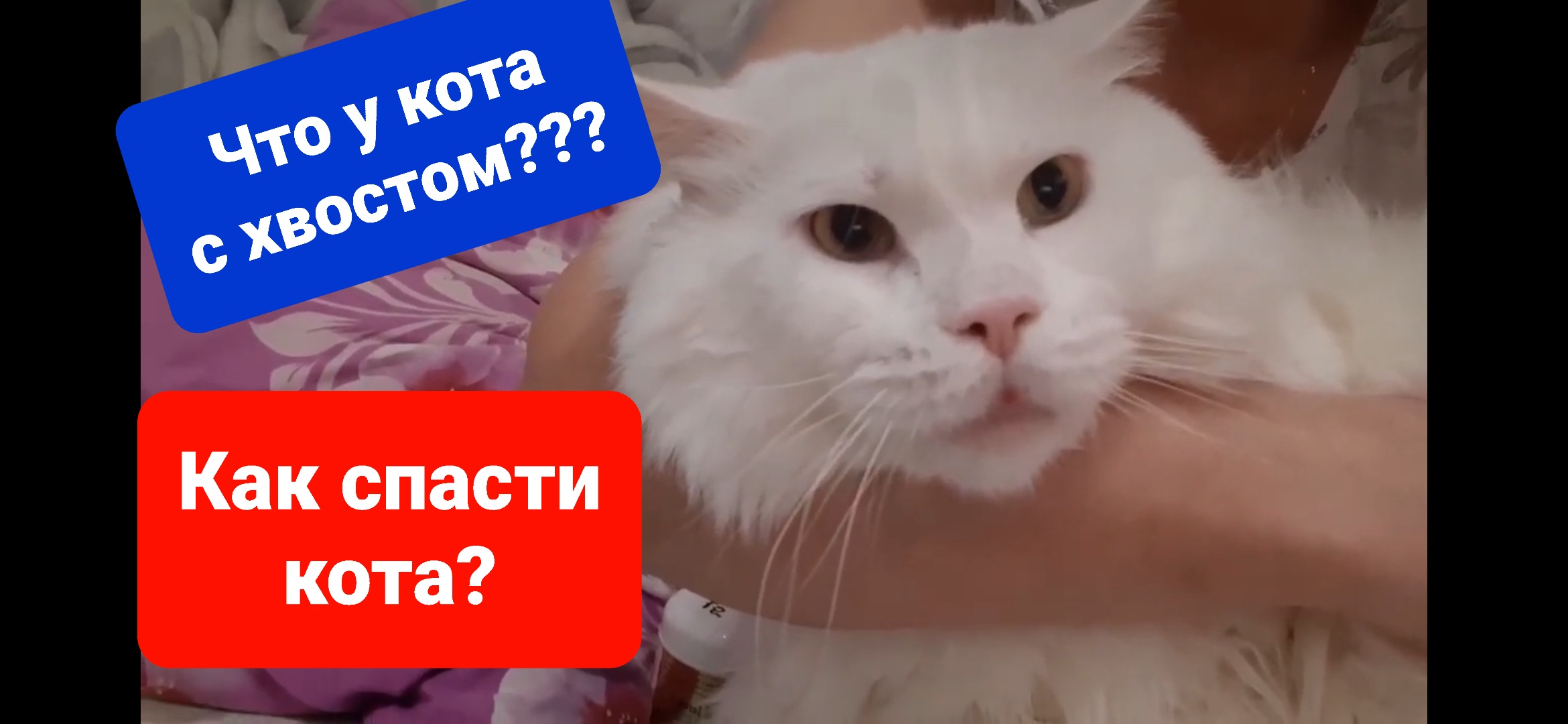 Сальный хвост у кота. Как почистить?