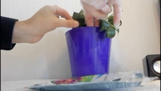 Как избавиться от мух и мошек