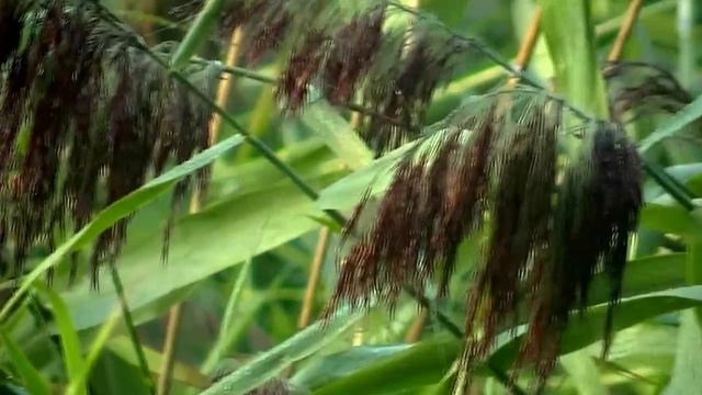 Туманный рассвет