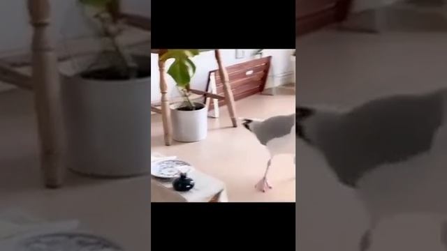 А чё так можно было????????