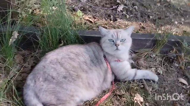 Муся и Шлёпа сходили в лес прогуляться пока идёт тренировка,8.09.2024