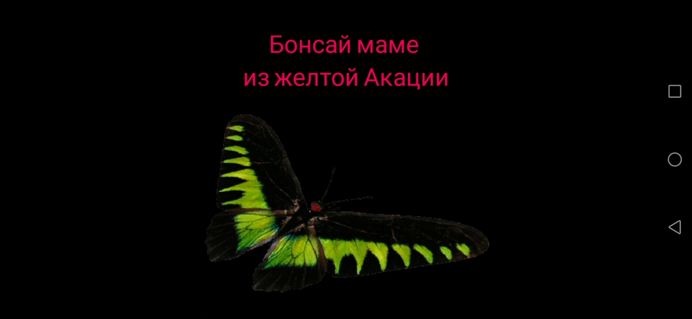 Бонсай маме из Желтой Акации