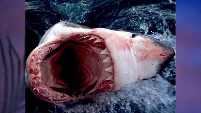 "Тип Хордовые", Биология 7 класс, Сивоглазов