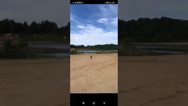 Развлекаемся как умеем.  #сказка #прикол #приколы #юмор #umor #dog #животные