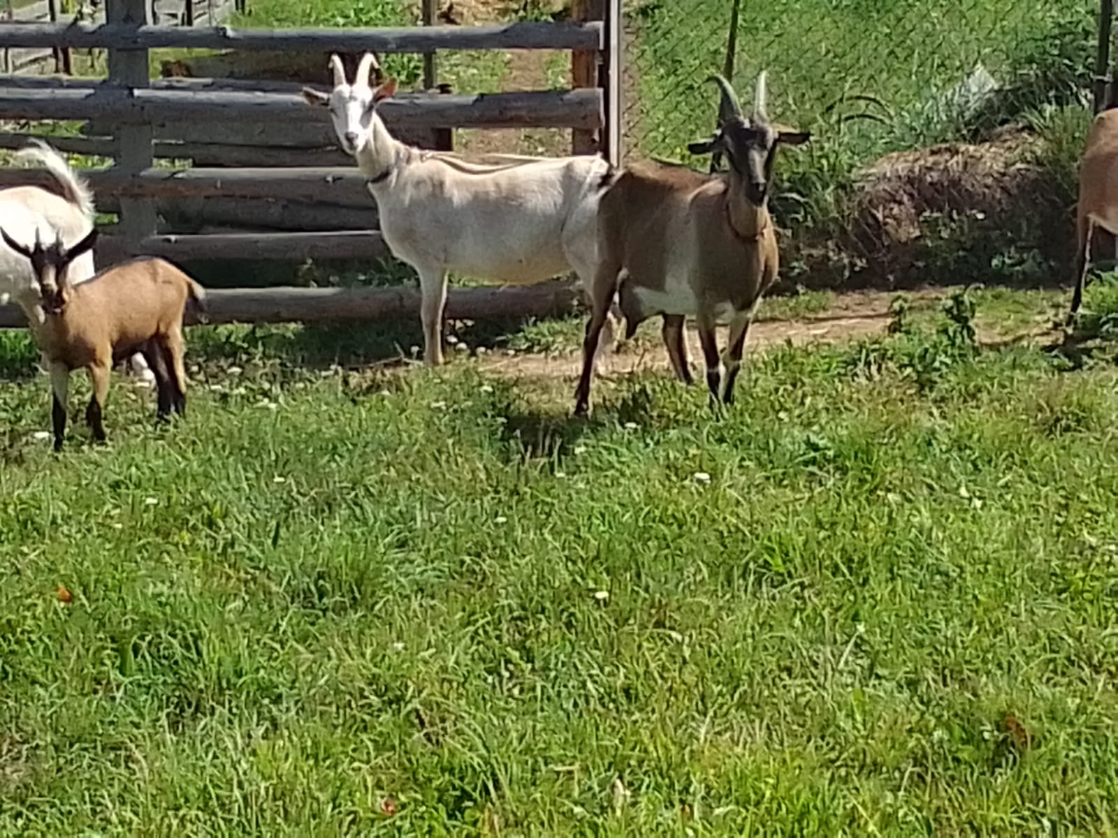 Грациозные  Домашние Козы