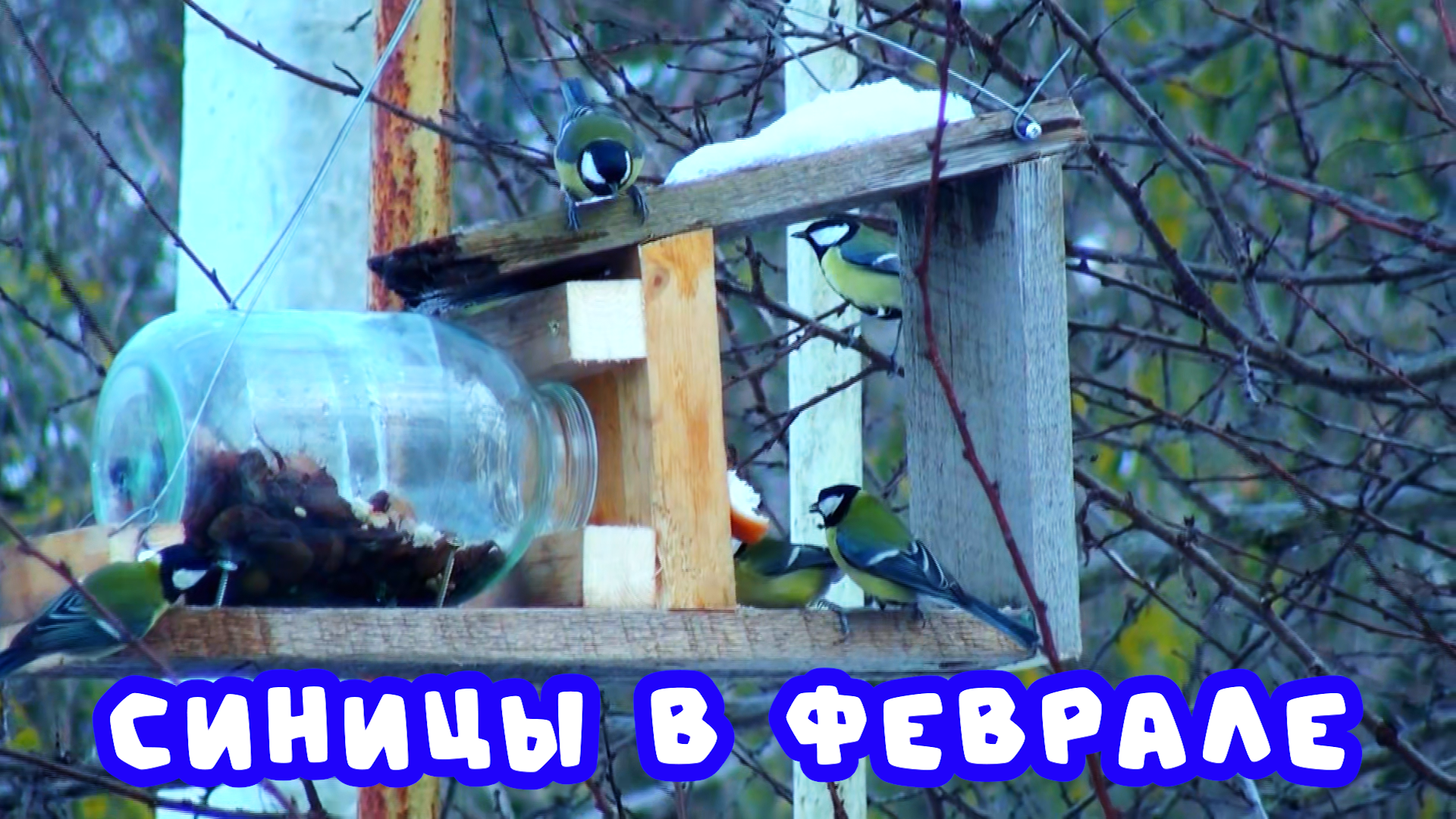 Синицы в феврале