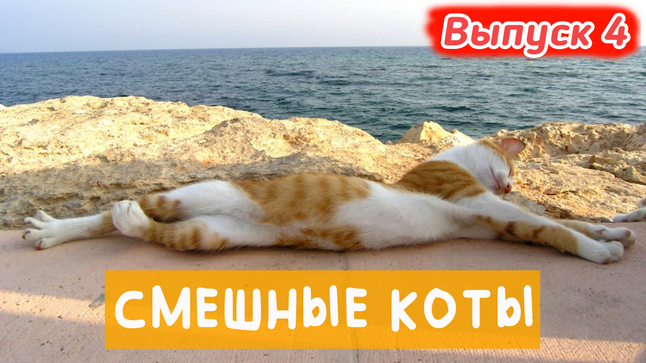 ПРОТРИКОТА ВЫПУСК 4. КОТИКОВ МНОГО НЕ БЫВАЕТ 😁