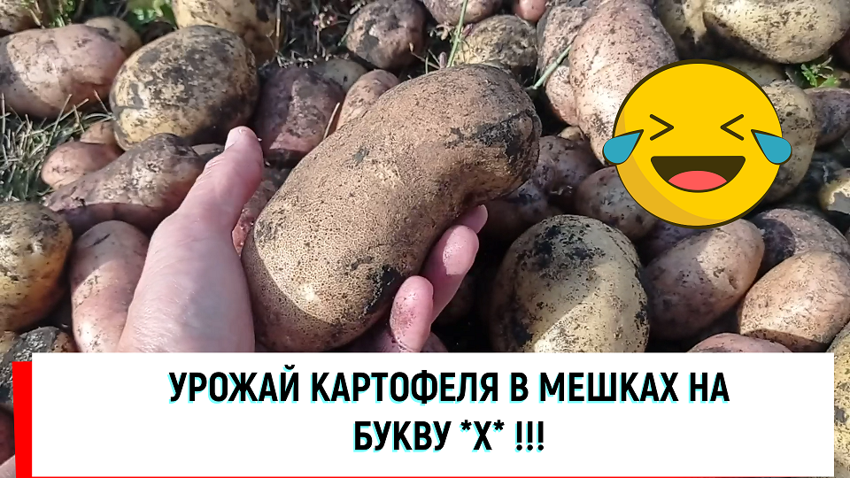 #картофель Картофель в мешках! Урожай картошки! #урожай_картошки#картофель_в_мешках#картофель_сбор#к