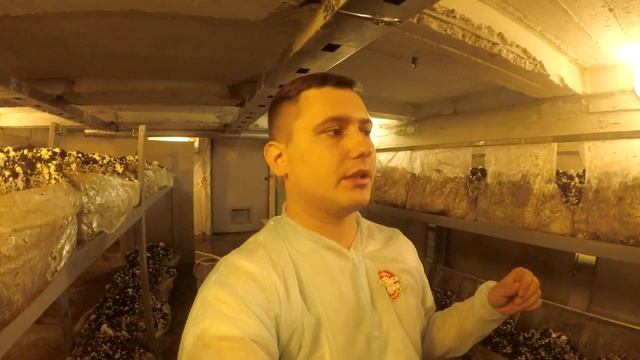 Выращивание шампиньонов в подвале. Вторая волна