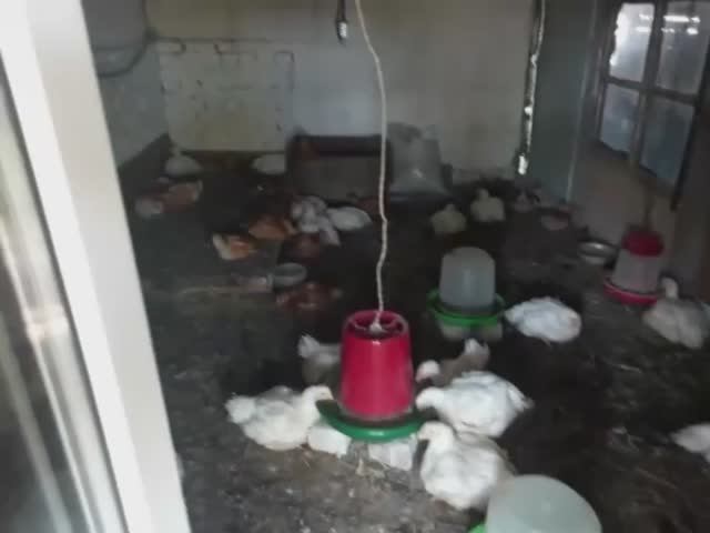 КУПИЛИ ЕЩЁ БРОЙЛЕРОВ