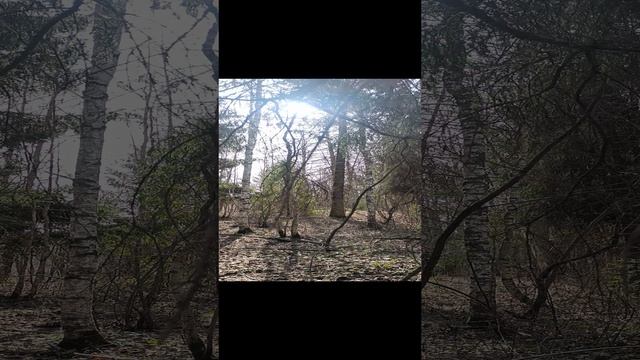 пение птиц ранней весной.