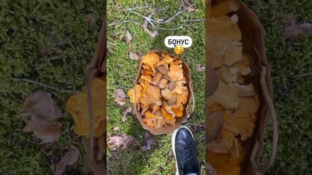 Собираем лисички в Егорьевских лесах ??? август 2023