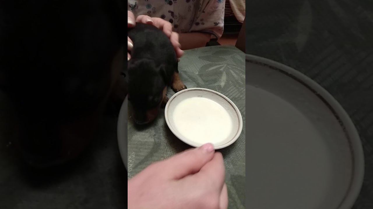 Искра в Зените Удачи, первый прикорм (21 день), щенки цвергпинчера.