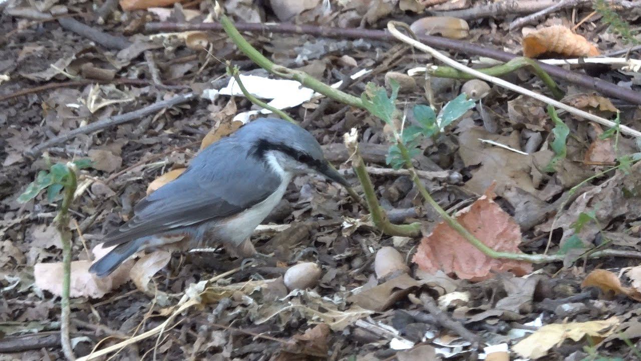 Поползень (20.08.2023)