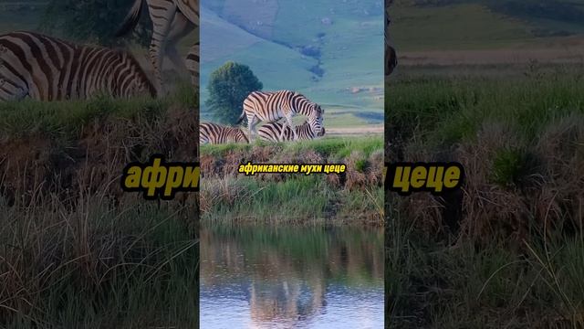 Зачем зебрам полоски???