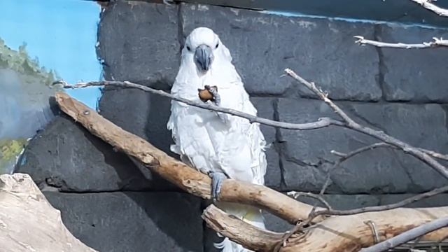 Прогулка по Колпино. Санкт-Петербург Колпино Экзоопарк Пешком по России