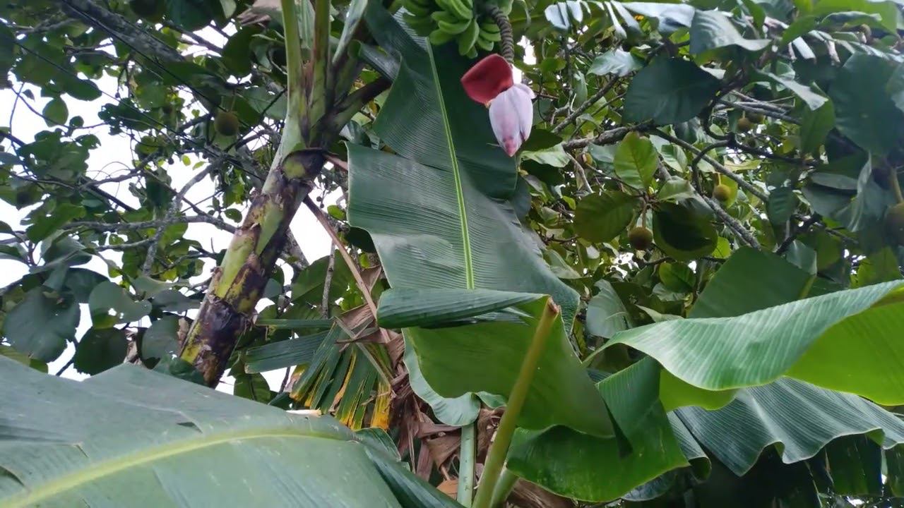 Дорога к Кинабалу