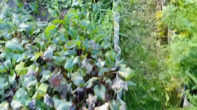 Как правильно сделать мульчирование почвы чтобы поднять плодородие земли в огороде без навоза