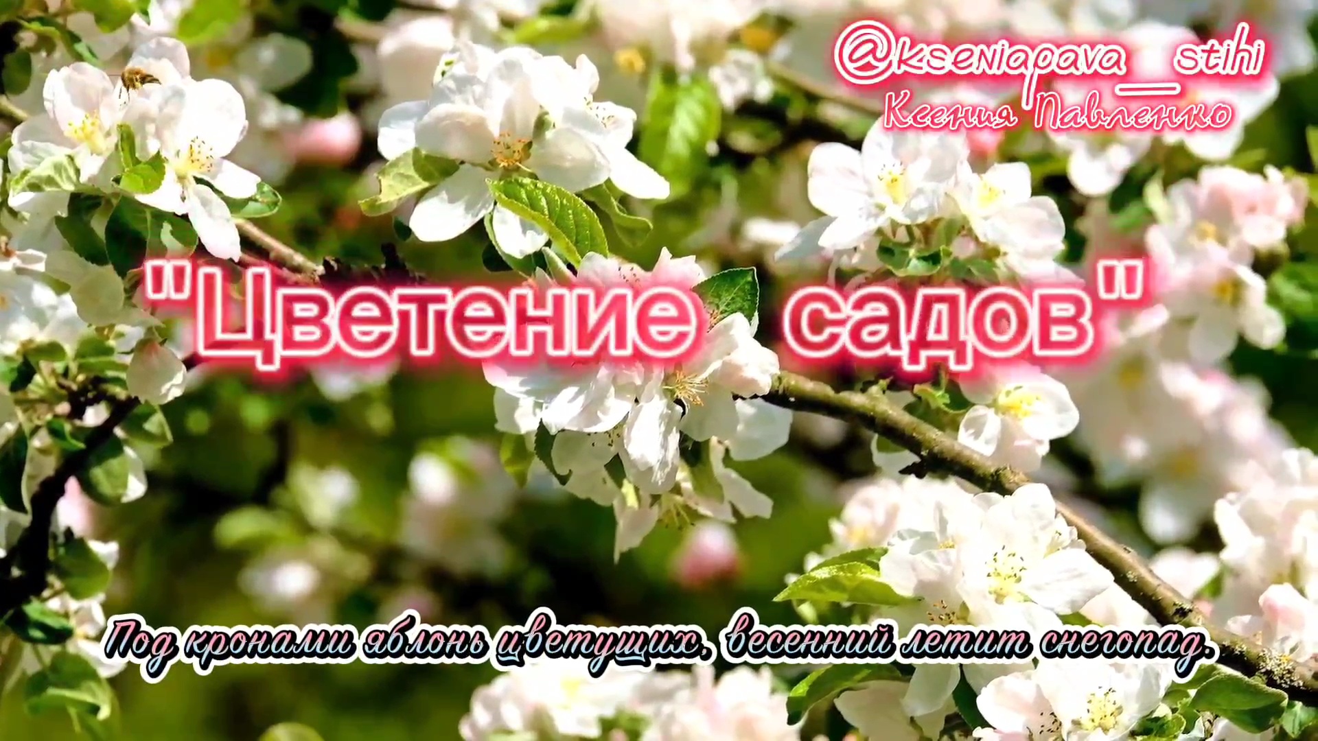 "Цветение садов "стихи  Ксении Павленко