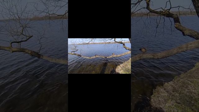 Солнечные ванны #shorts