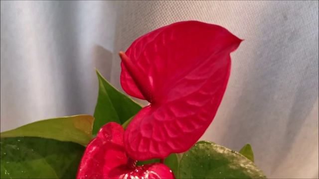 Антуриум LipStick Red