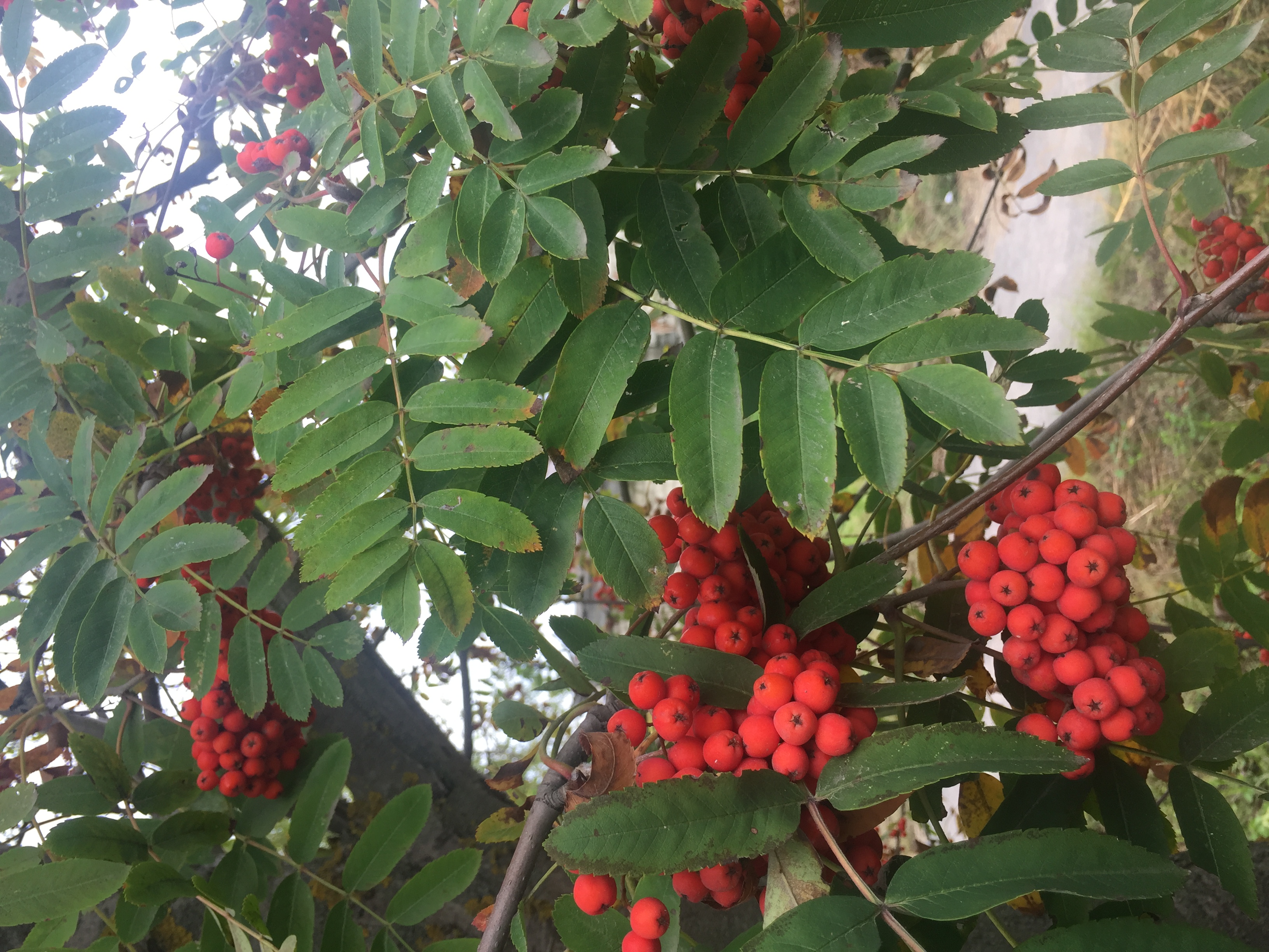 Александрова дорога. Городец 2023 г.