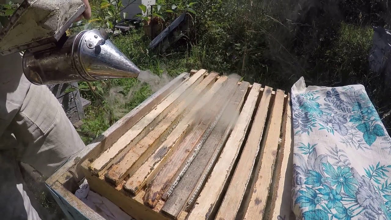 КАЧАЕМ МЁД НА ПАСЕКЕ.УНИКАЛЬНЫЙ НАТУР ПРОДУКТ.