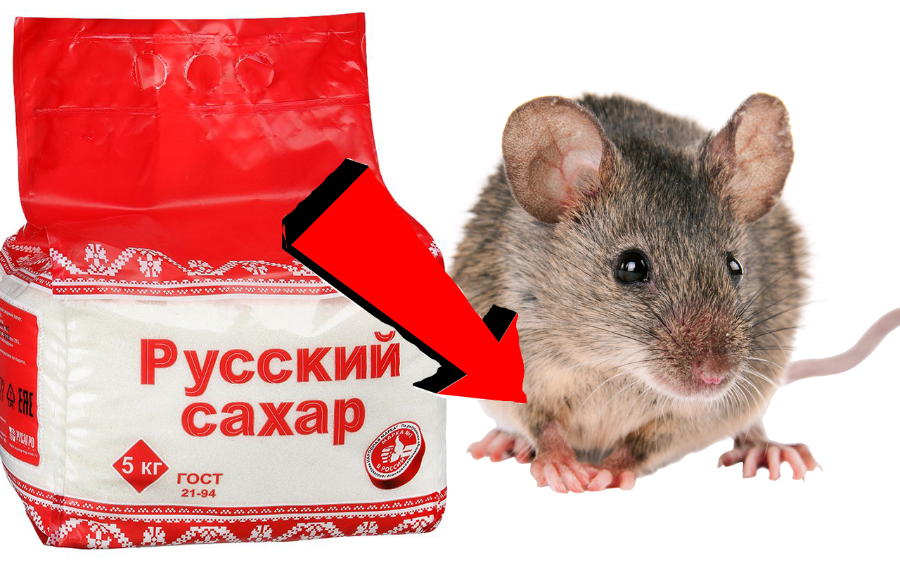 Как избавиться от мышей на 3 Года За 3 Секунды!