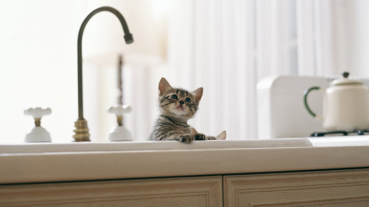 Если коту чего то не дать, он подождет, пока вы отвернетесь, и возьмет сам