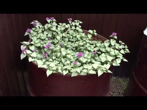 Куда деть пищевые отходы?