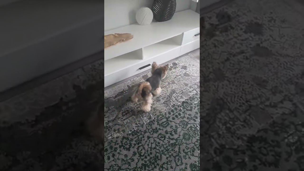 С любимой игрушкой  ))